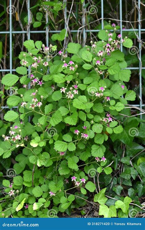 Native Raspberry Rubus Parvifolius Flowers Rosaceae Deciduous