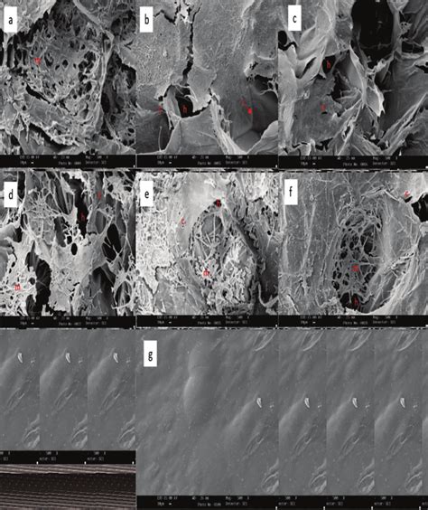 Sem Micrographs Of The Treated Polystyrene Strips Inoculated With The Download Scientific