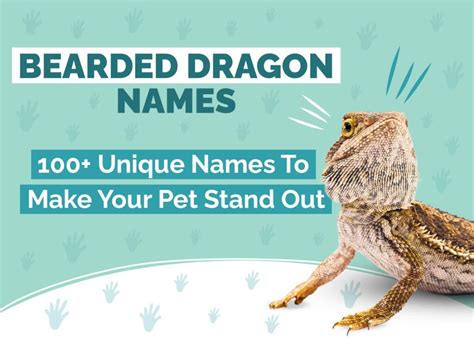 100 Unique Names For Bearded Dragons To Make Your Pet Stand Out