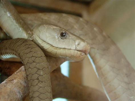 Black Mamba Habitat