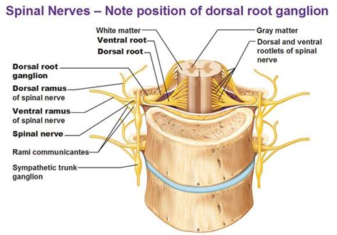 Spinal Nerves In Detail Showing Dorsal Ventral Rami Rootlets Rami