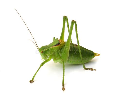 Grasshopper Stock Image Image Of Background Grasshopper 10419877
