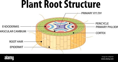 Illustration Depicting The Structure Of An Isolated Plant Root Stock Vector Image And Art Alamy