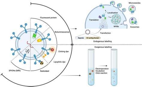 Exogenous And Endogenous Means Of Labelling Evs For Biomedical