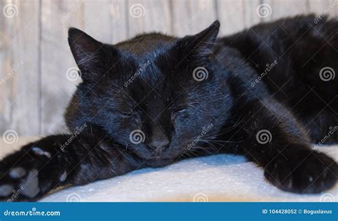 Old Lazy Cat Stock Photo Image Of Naked Adult Round 104428052