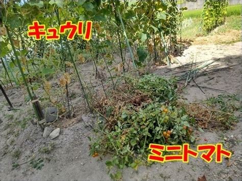 猛暑日の元気ばばの1日 元気ばばの青春日記 気持ちだけは20歳 ⑥
