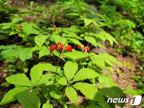 산양삼·돌배나무류 복합추출물서 면역증진 효과 확인 뉴스1