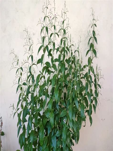Andrographis Paniculata Whole Plant