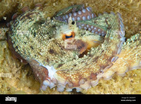 Camouflaged Octopus Blends In Top 10 Camouflage Animals Vsmsp