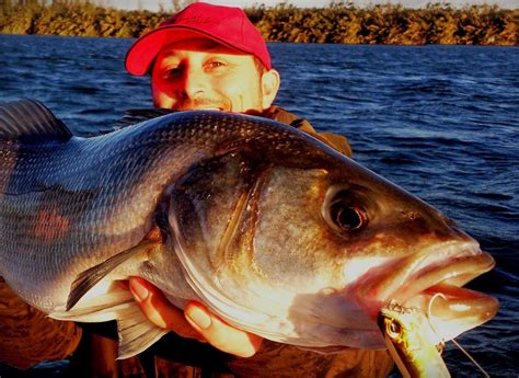 Raúl Marti La Pesca De La Lubina En El Mediterraneo