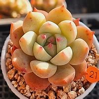 청연 다육식물 엑스플랜트