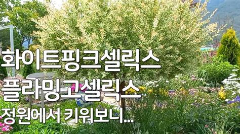 정원수 추천교목 Part 3화이트핑크셀릭스 플라밍고셀릭스 장단점정원나무 추천정원수로좋은나무정원수 꽃나무화이트핑크셀릭스 키우기 Youtube