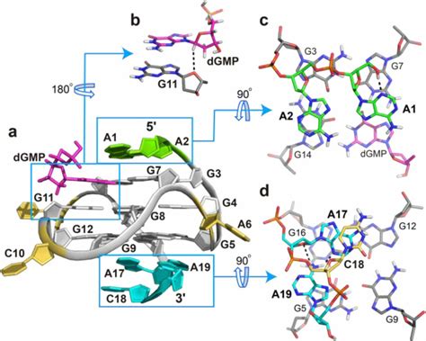 A Cartoon Representation Of The 11 Dgmp Pu19m2 Complex Pdb Id