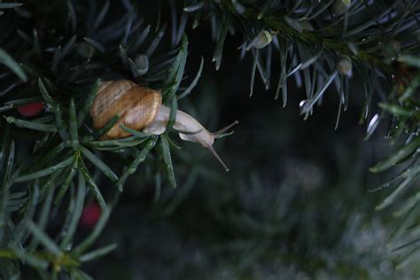 A Snail Sitting On Top Of A Pine Tree Photo Free Snail Image On Unsplash