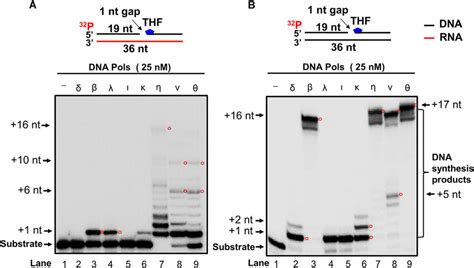 Rna Templated Dna Synthesis At 1 Nt Gap With A Sugar Phosphate Residue Download Scientific