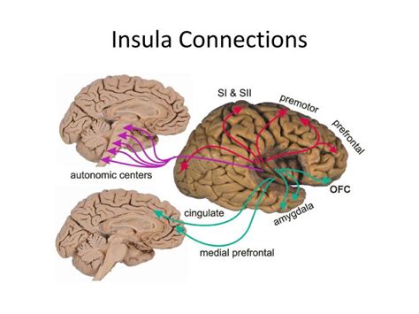Ppt Slackers Guide Limbic Memory Prefrontal Cortex V2 Powerpoint Presentation Id1712126