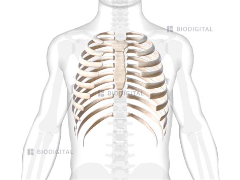 Rib Cage Biodigital Anatomy