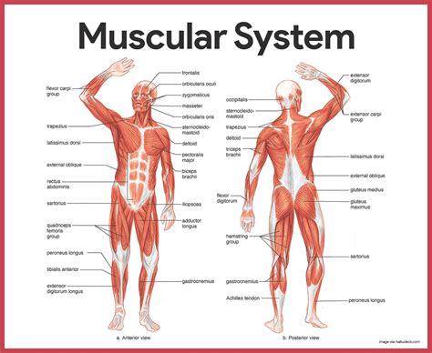 Muscular System Anatomy And Physiology Human Muscle Anatomy Human Body Muscles Human