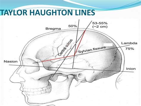 Scalp Incision And Blood Supply PPTX