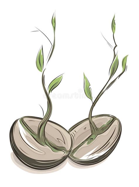 Sprouting Beans Stock Vector Illustration Of Leaves 22471514