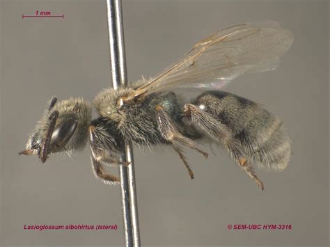 Halictidae