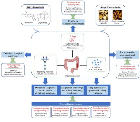 Figure From Traditional Chinese Medicine Treats Ulcerative Colitis By Regulating Gut