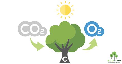 Trees That Absorb Most Carbon At Kenton Williams Blog