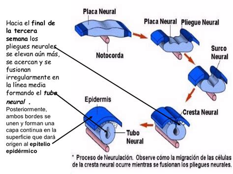 Tejido Y EmbriologÍa Del Sistema Nervioso