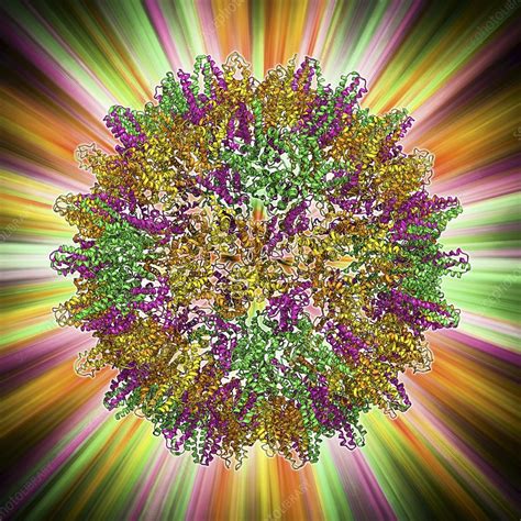 Hepatitis B Virus Capsid Molecular Model Stock Image F009 6330 Science Photo Library