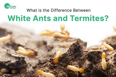 Differences Between White Ants And Termites Hicare