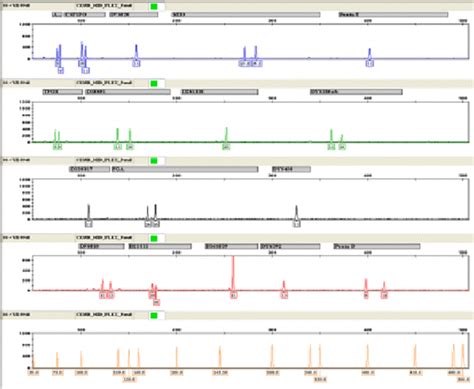 Electropherogram Of Control Dna9948 Download Scientific Diagram