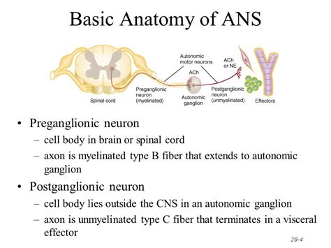 Chapter 20 The Autonomic Nervous System Ppt Download