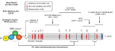 2 Domain Structure Of Talin The N Terminal Talin Head 1 400 Download Scientific Diagram