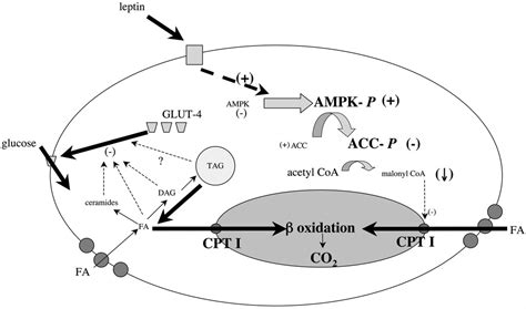 Leptin Sensitivity In Skeletal Muscle Is Modulated By Diet A