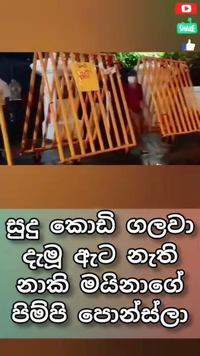 නාකි මයිනාට මරණය සිහි වී සුදු කොඩි ගලවා දමයි Youtube