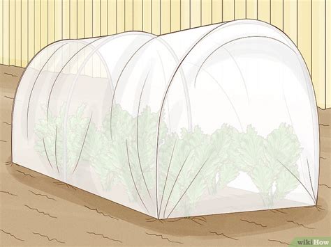 How To Kill Leaf Footed Bugs Identification And Control