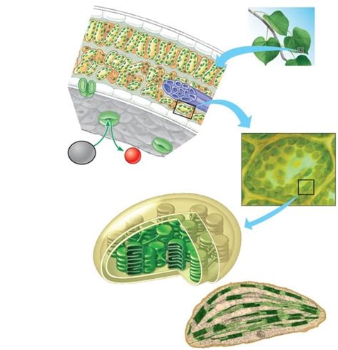Biology 101 Chapter 7 Photosynthesis Flashcards Quizlet