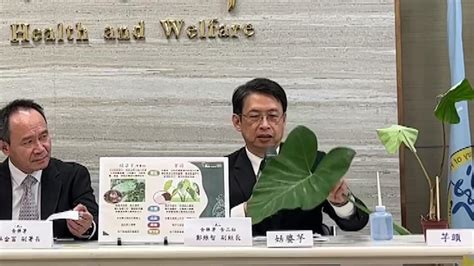 此芋非彼芋！食藥署記者會教分辨姑婆芋 卻拿成「千年芋」