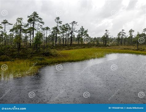 Rainy And Gloomy Day In The Bog Texture Of Raindrops On The Surface Of