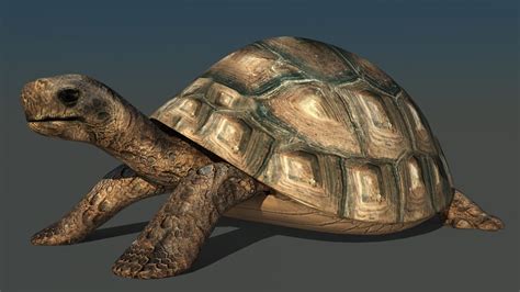 Tortoise Turtle Skeleton 3d Model 29 3dm 3ds C4d Lwo Max Ma Obj Xsi Stl Free3d