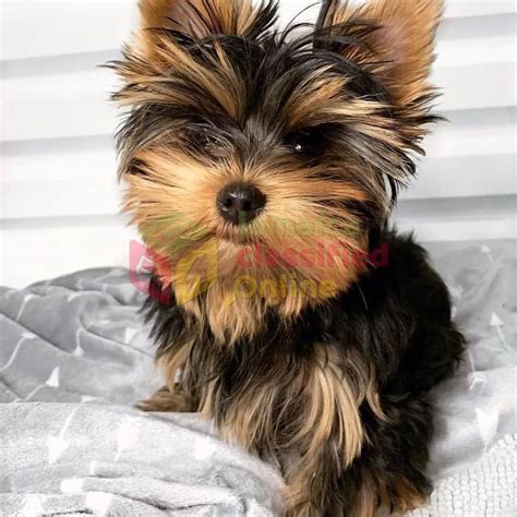 Teacup Yorkie Puppies For Sale Long Street