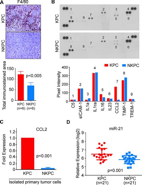 Nos2 Deficiency Reduced Inflammatory Response In Kpc Tumors A Nos2 Download Scientific