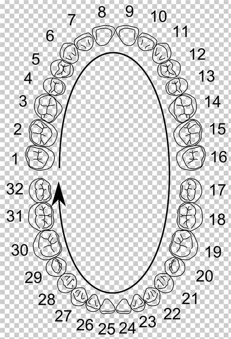 Universal Numbering System Human Tooth Deciduous Teeth Dental Anatomy PNG Clipart Area Auto