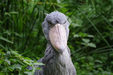 Ueno Zoo Tokyo Japan Pelican Flickr