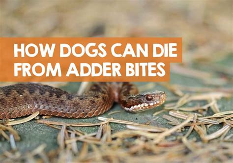 Can A Adder Bite Kill A Dog