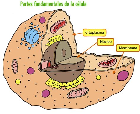 Identifica Las Funciones De La Celula Y Sus Estructuras Basicas