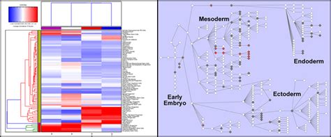 Altanalyze Transcriptome Analysis Hierarchical Clustering Heatmaps In