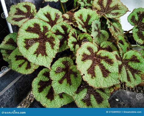 Begonia Masoniana Stock Image 90238015