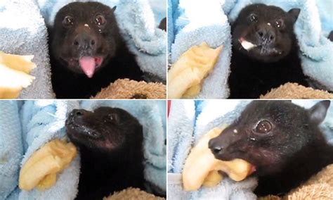 Bat Eat Banana Thai Song At Darcy Ryan Blog