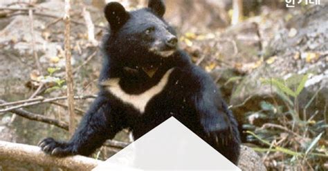 [카드뉴스] 지리산 반달곰 올 겨울은 어디서 자야 하죠